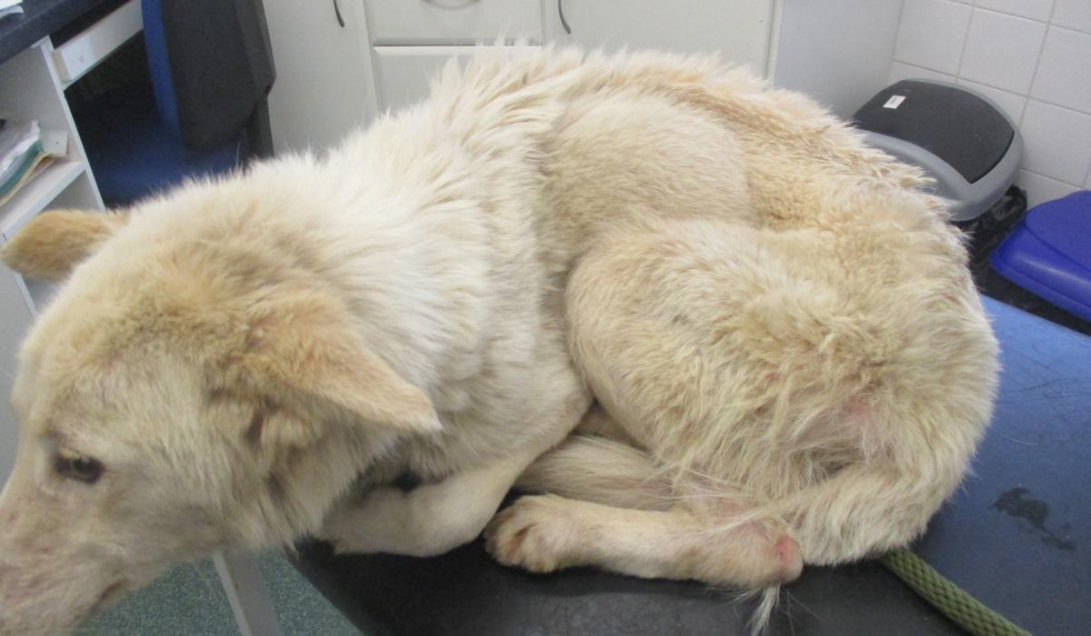 Waterford man convicted after dog found in 'extremely poor condition ...