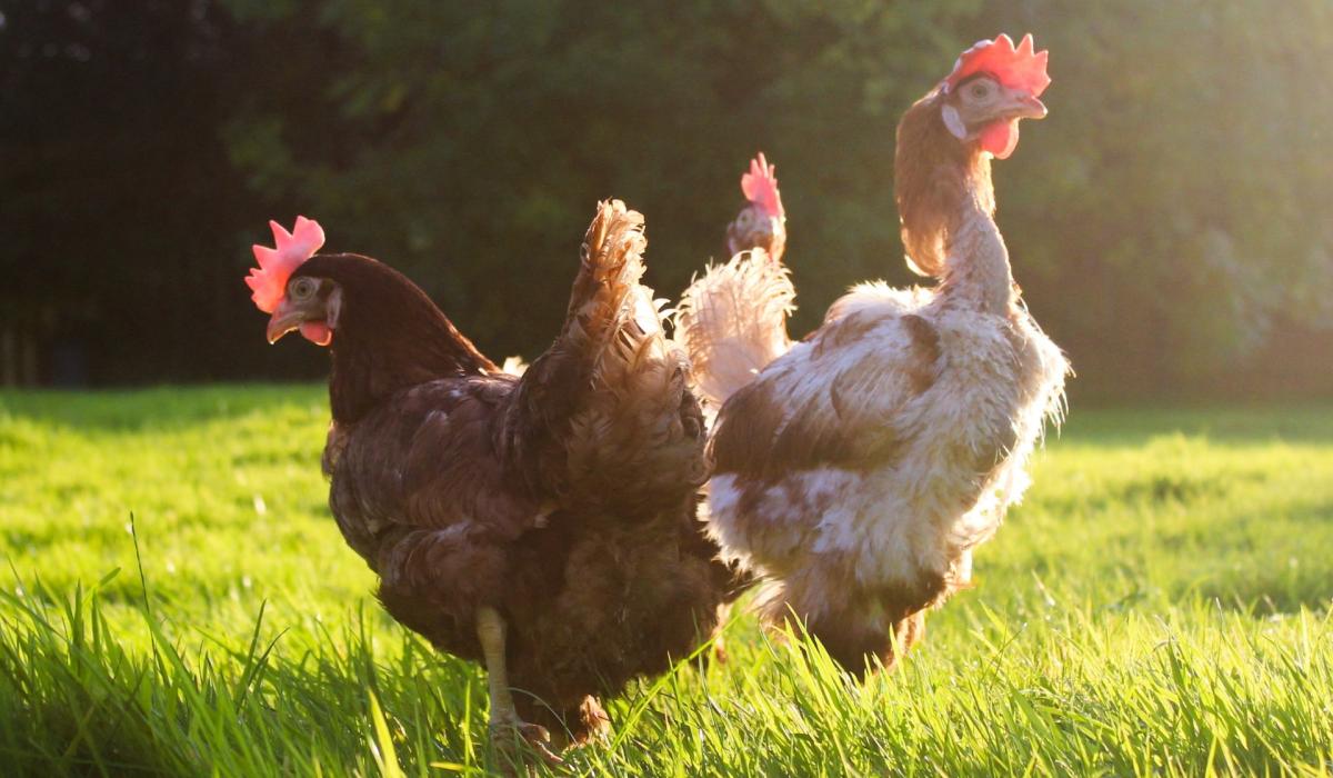 Charity calls on Waterford residents to save hens from slaughterhouse ...