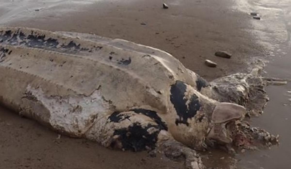 'Badly decomposed' sea turtle washes up on Waterford beach - Waterford Live