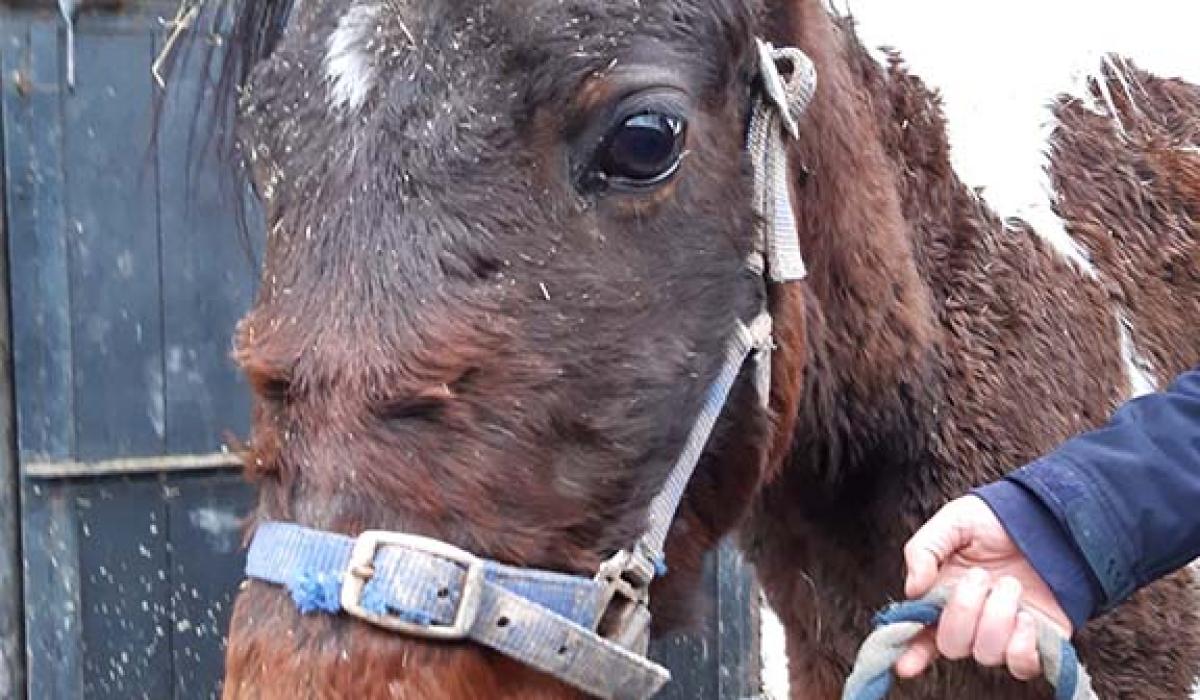 ISPCA rescue young South East pony left tied to electricity pole ...
