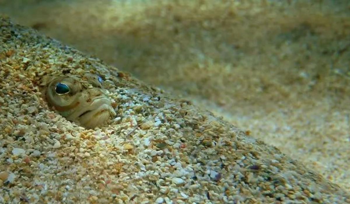 Waterford swimmers warned over rise of 'excruciatingly painful and ...