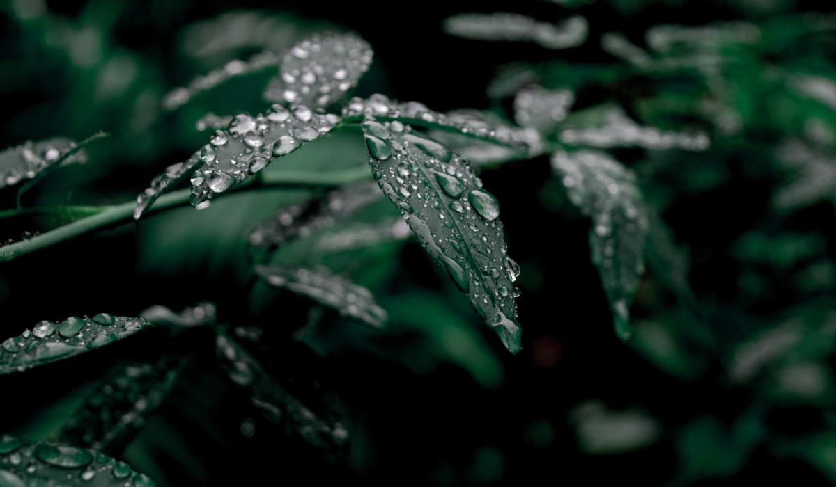 WATERFORD WEATHER: Damp and windy weather expected today with highs of ...