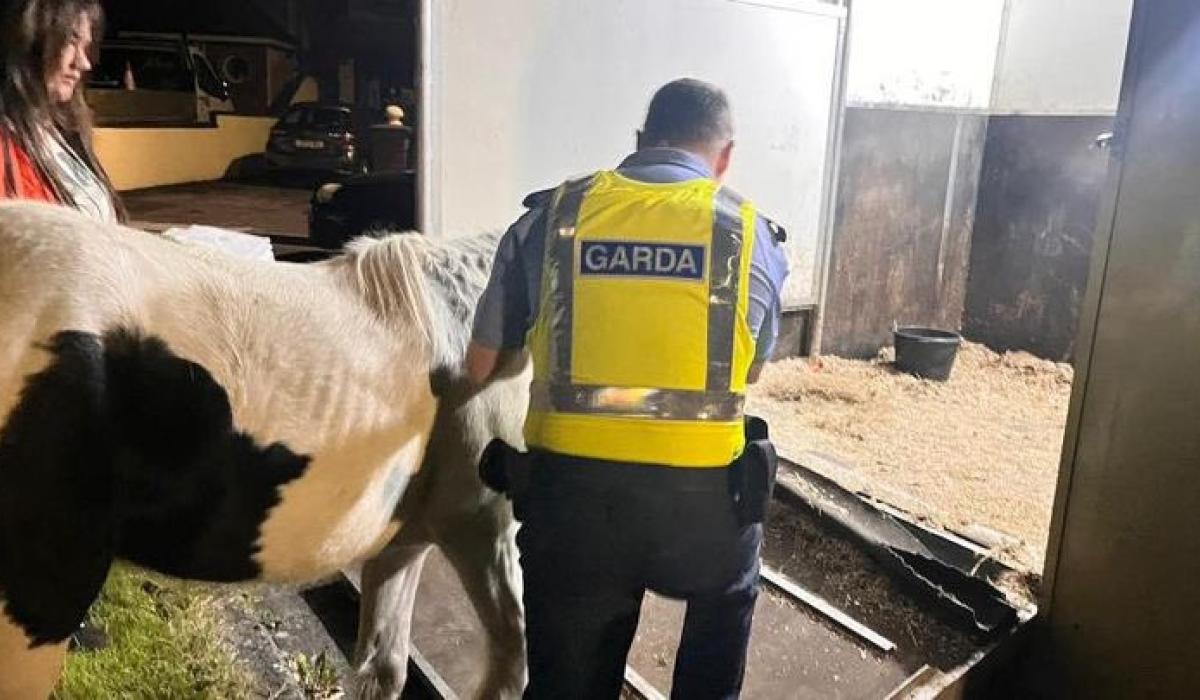 'Disorientated' horse gets rescued by gardaí - Waterford Live