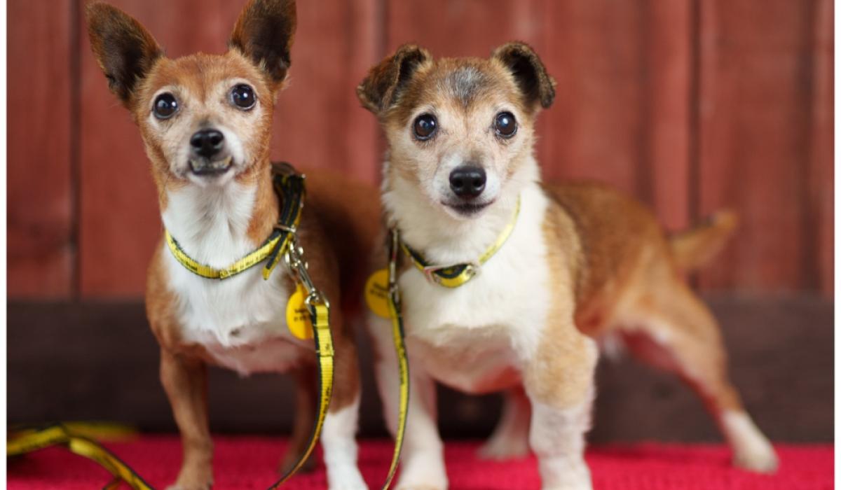 Elderly dogs thrown from moving car as animal charity is overwhelmed ...