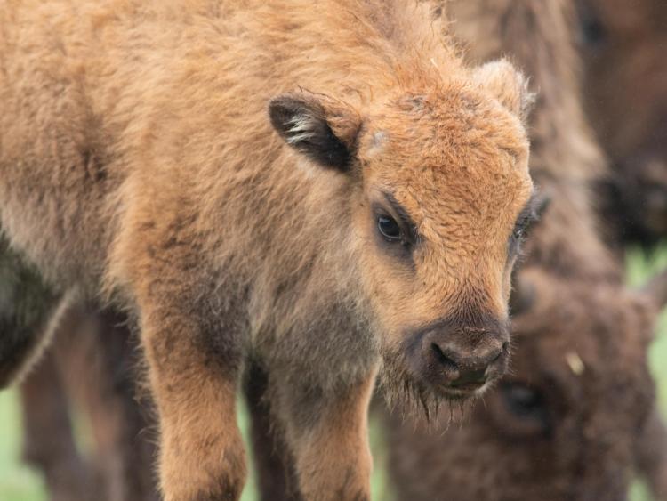 Baby European Bison born at Fota Wildlife Park - Waterford Live