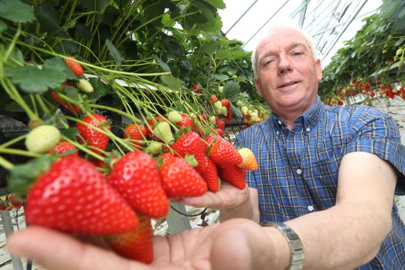 'A sight to behold': Waterford man helps launch Celebrate Strawberry ...