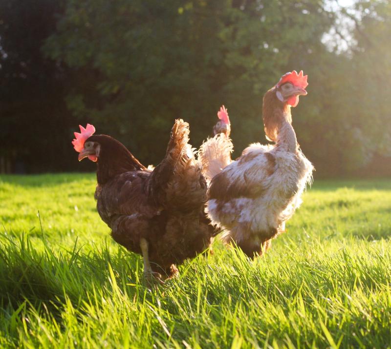 Charity calls on Waterford residents to save hens from slaughterhouse ...